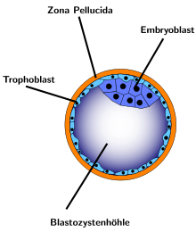embryoblast - Tıpacı